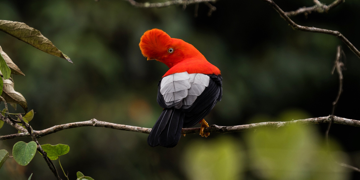 Birdwatching in Peru: The Best Destinations for Birders - Cusco Native