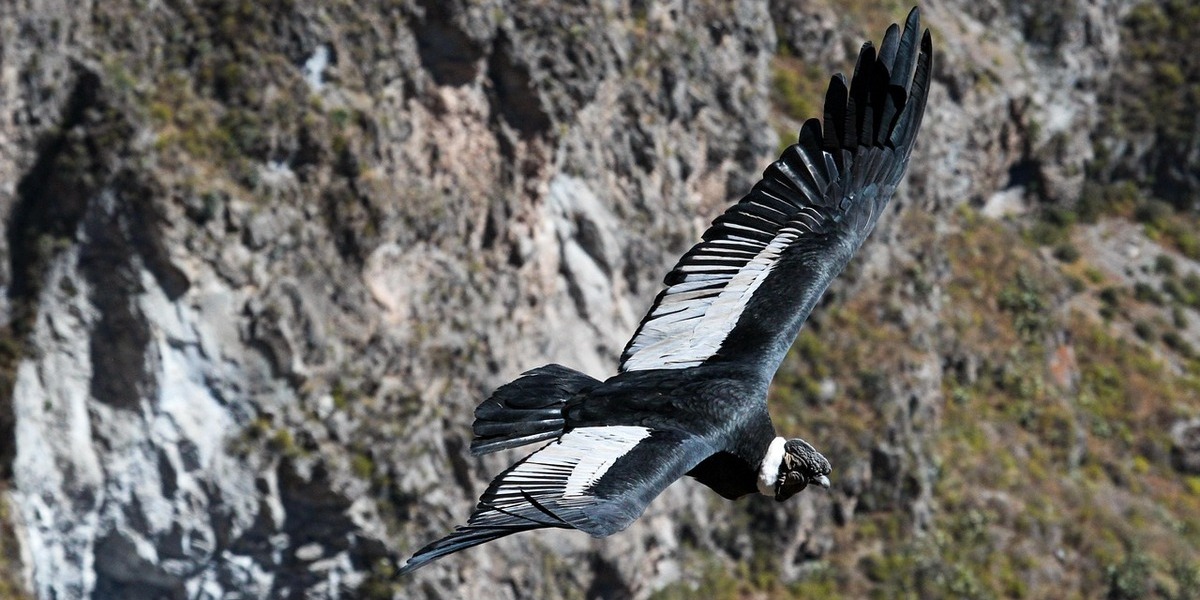 Birdwatching in Peru: The Best Destinations for Birders - Cusco Native